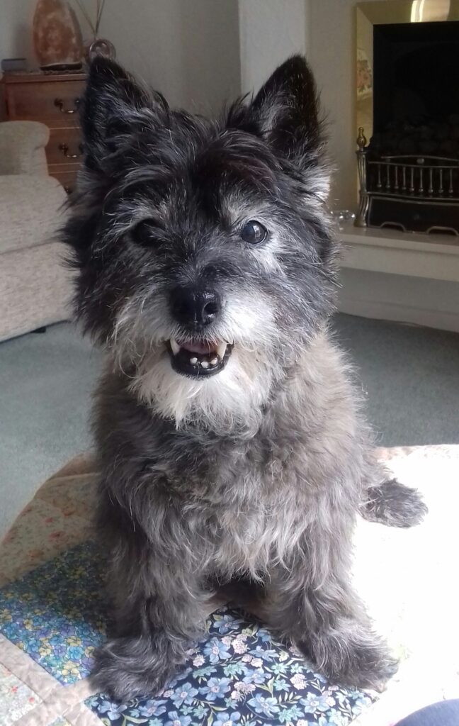 Saying Goodbye – Cairn Terrier Relief Fund